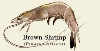 Shrimp Academy | American Shrimp Processors Association